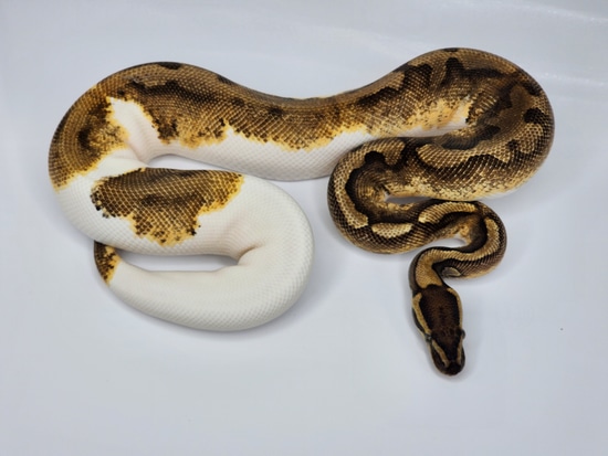 Enchi Fire Pied Ball Python by Custom Scales