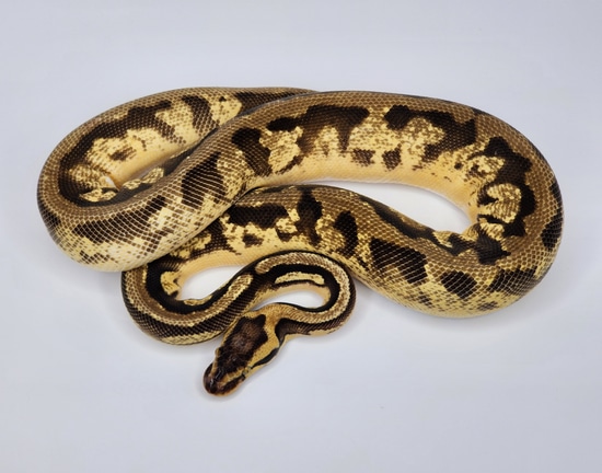 Super Pastel Enchi Pied Ball Python by Custom Scales