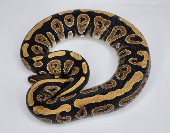 Mystic Het Candy Ball Python by Custom Scales