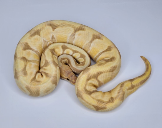 Candy Enchi Ball Python by Custom Scales