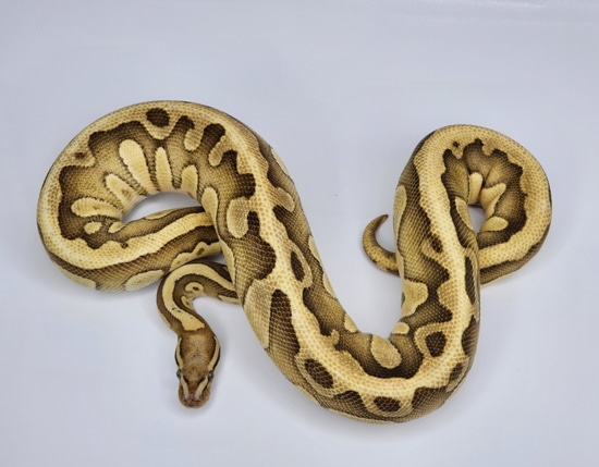 Vanilla Lesser Static Ball Python by Custom Scales