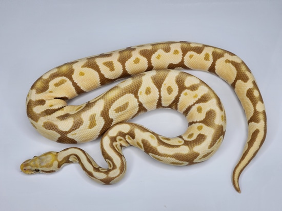 Pastel Candy Ball Python by Custom Scales