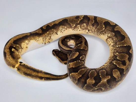 Enchi Pied Ball Python by Custom Scales
