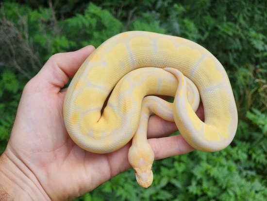 Candino Clown Ball Python by Custom Scales