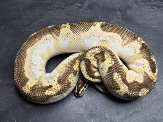 Lesser Enchi Calico Jungle Ball Python by Custom Scales