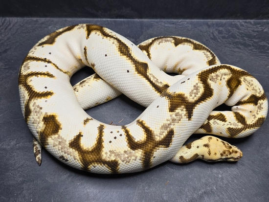 Calibee Ball Python by Custom Scales