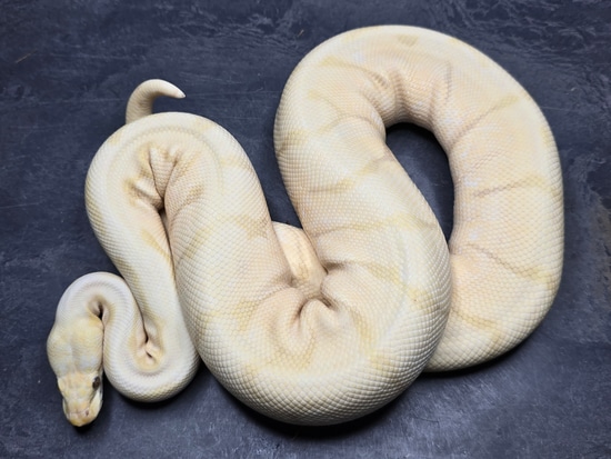 Bumblebee Candy Ball Python by Custom Scales