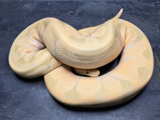 Pastel Enchi Candy Ball Python by Custom Scales