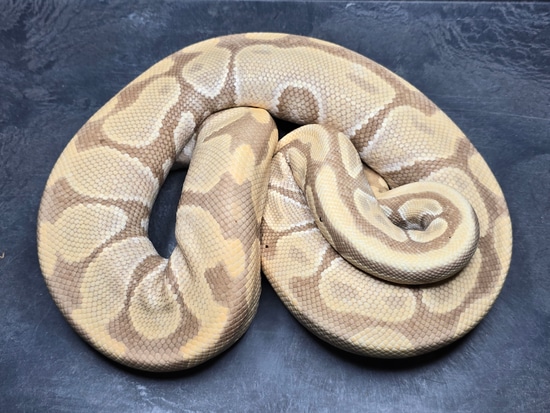 Candy Ball Python by Custom Scales