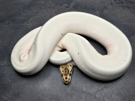 Bee Pied Ball Python by Custom Scales