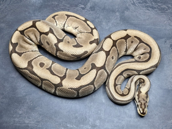 Spider Bongo Ball Python by Custom Scales