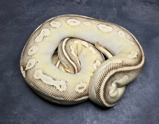 Pastel Lesser Bongo Ball Python by Custom Scales