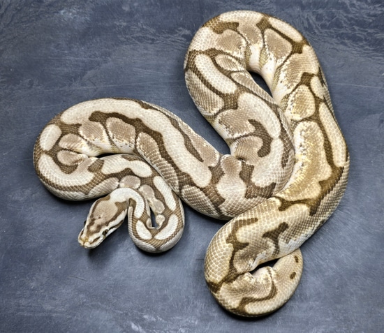 Lesser Bee Bongo Ball Python by Custom Scales