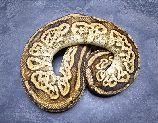 Pastel Bongo Ball Python by Custom Scales