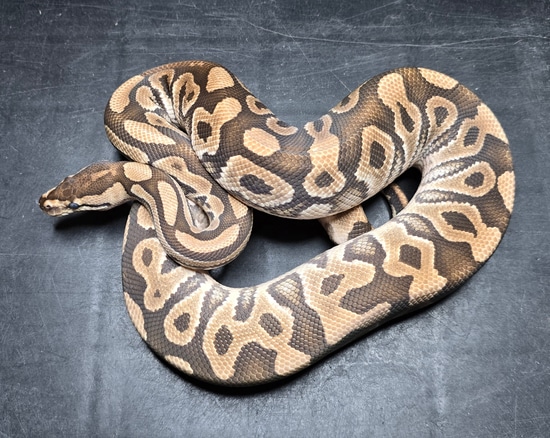 Russo Crypton Ball Python by Custom Scales