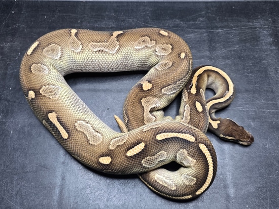 Lesser Blackhead Hydra Ball Python by Custom Scales
