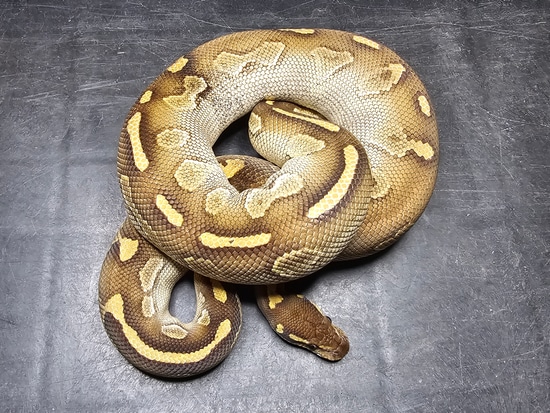 Lesser Blackhead Hydra Ball Python by Custom Scales