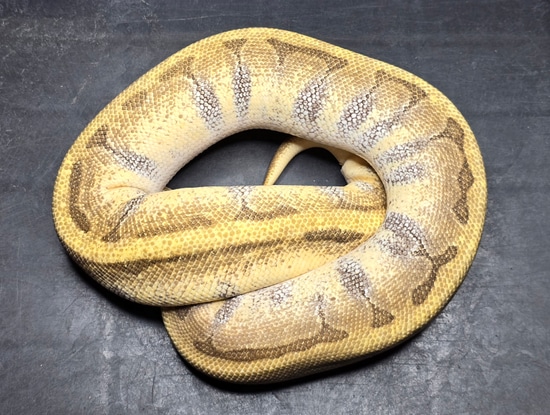 Super Enchi Kingpin Ball Python by Custom Scales