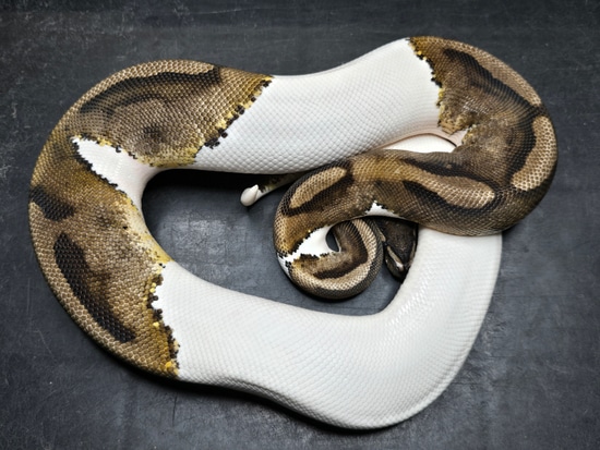 Pied Scaleless Head Ball Python by Custom Scales