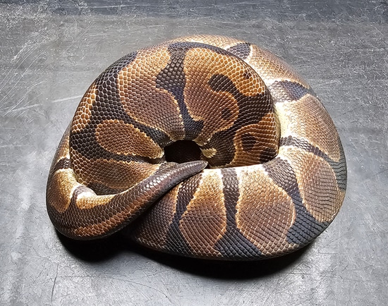 Scaleless Head Ball Python by Custom Scales