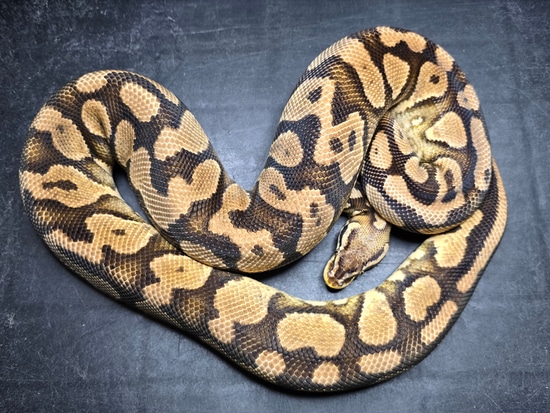 Citrus Pastel Yellowbelly Ball Python by Custom Scales