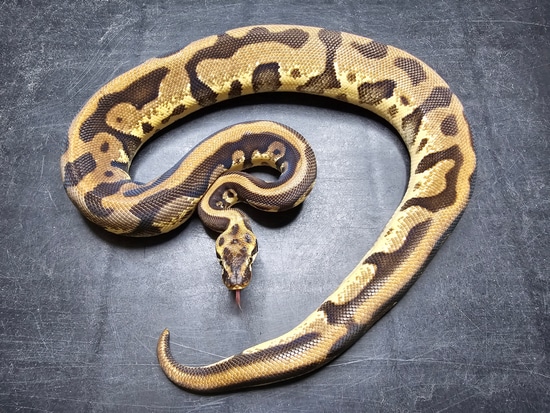 Pastel Enchi Leopard Het Pied Ball Python by Custom Scales