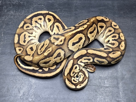 Pastel Bongo Ball Python by Custom Scales