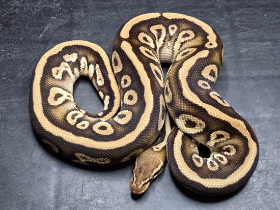 Pastel Mystic Cypress Ball Python by Custom Scales