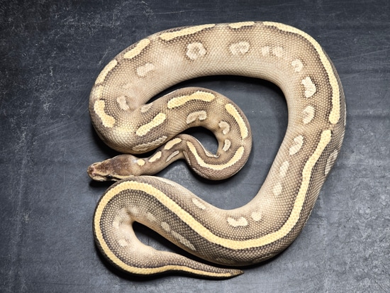 Super Phantom Yellowbelly Ball Python by Custom Scales
