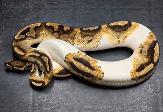 Leopard Pied Poss Sugar Ball Python by Custom Scales