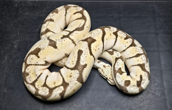 Fire Bumblebee Ball Python by Custom Scales