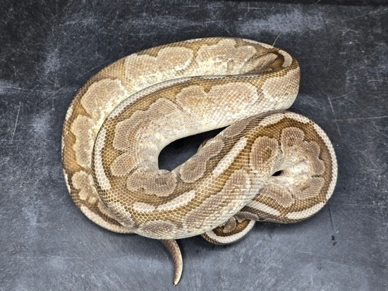 Black Widow Lesser Bongo Ball Python by Custom Scales