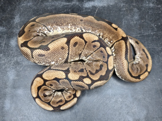 Phantom Spider Ball Python by Custom Scales