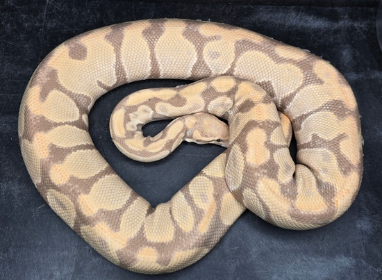 Candy Ball Python by Custom Scales