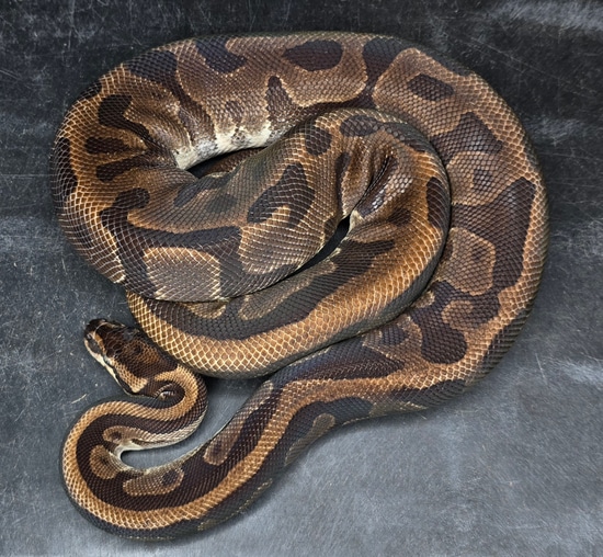 Enchi Leopard Het Pied Ball Python by Custom Scales