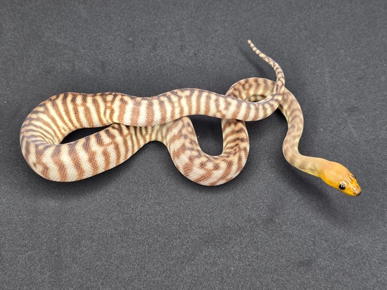 Woma Python by Custom Scales