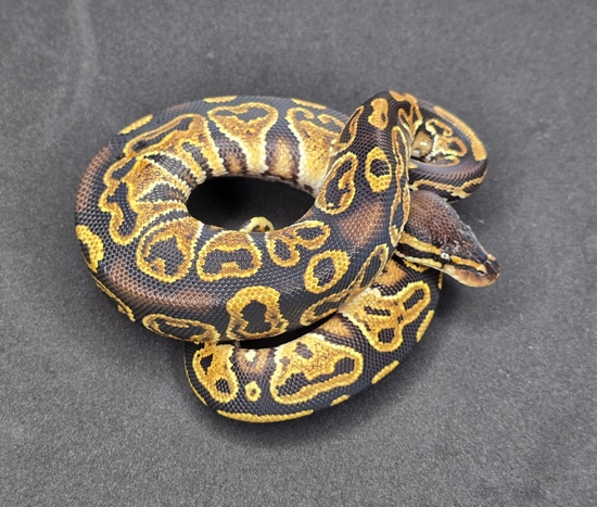 Blitz H. Paint Ball Python by Custom Scales