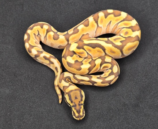 Enchi Spotnose Lesser YB/Asphalt Ball Python by Custom Scales