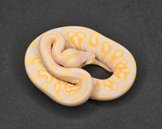 Black Pastel Candino Ball Python by Custom Scales