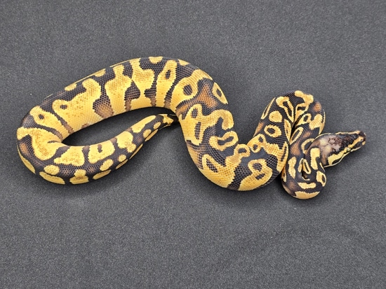 Pastel Enchi YB/Asphalt Ball Python by Custom Scales