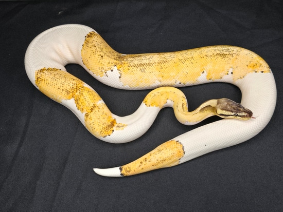 Pastel Sandblast OD Dinker Pied Poss GHI Ball Python by Custom Scales