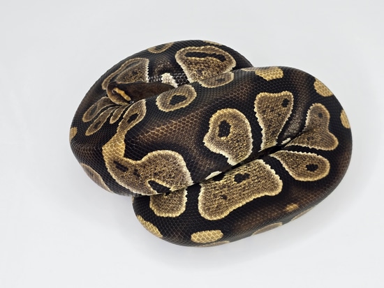 Chocolate Het Clown Ball Python by Custom Scales