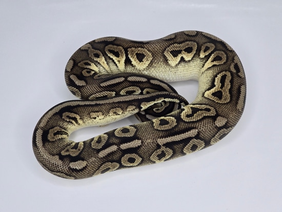 Pewter Het Clown Ball Python by Custom Scales