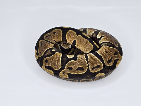 Het Paint Ball Python by Custom Scales