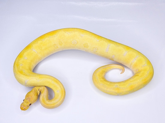 Candino Clown Ball Python by Custom Scales