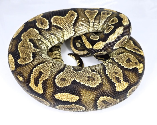 Fire Bongo Ball Python by Custom Scales