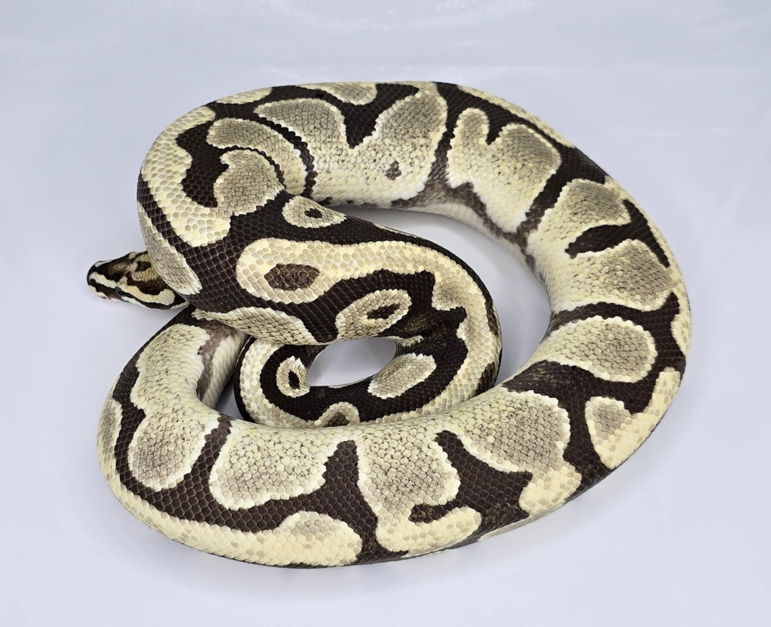 Spotnose Desert Ghost Het Ghost PH Pied