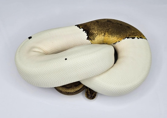 Pinstripe Pied Het Candy Ball Python by Custom Scales