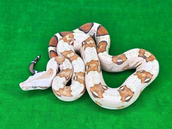 VPI Boa Constrictor by Custom Scales