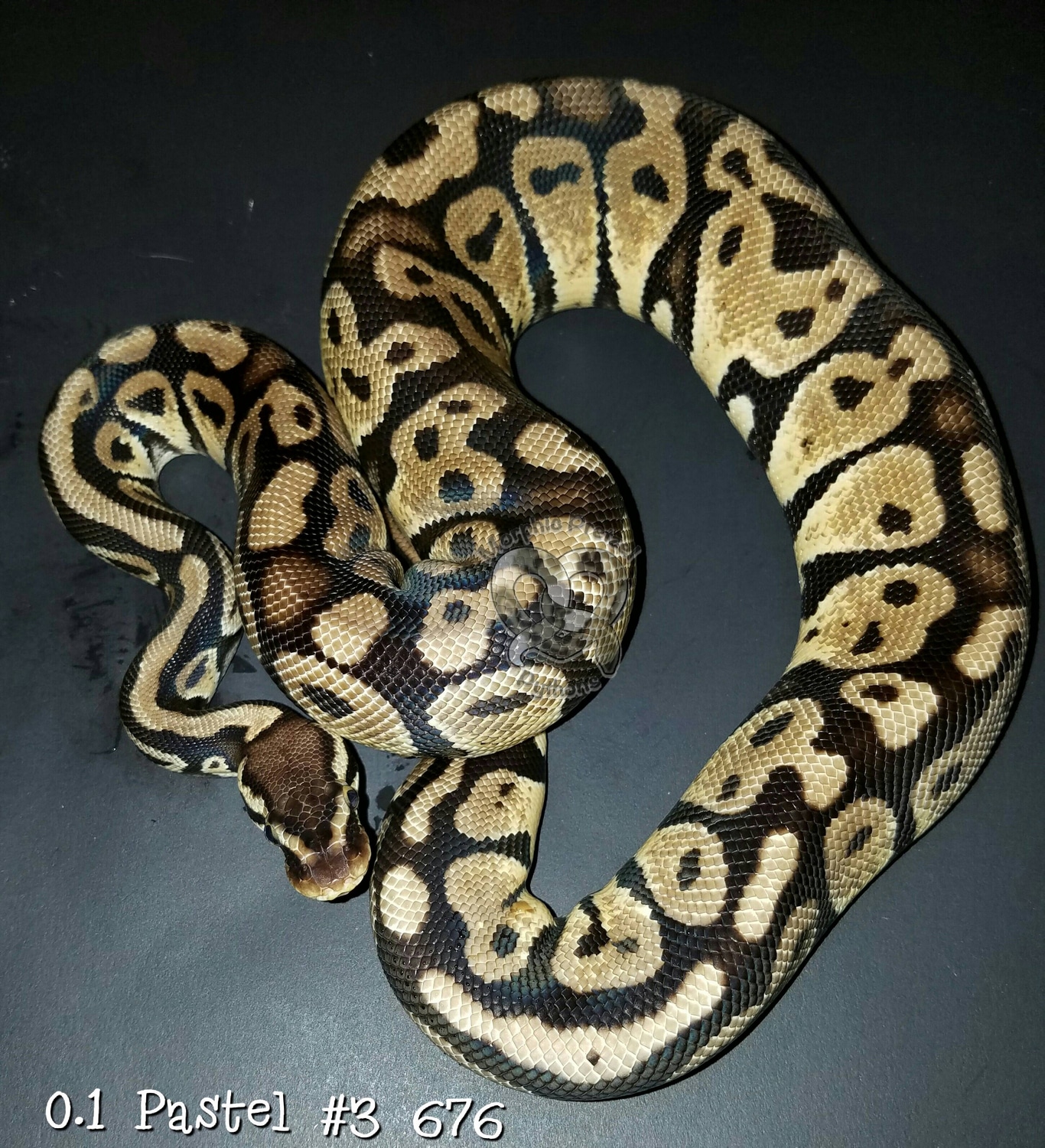 Pastel Ball Python by Morphic Pretzel Pythons LLC - MorphMarket